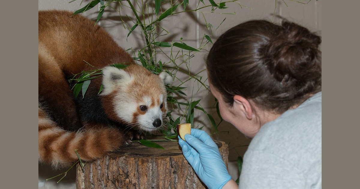 Welcome home, Rusty! Runaway red panda returns to exhibit