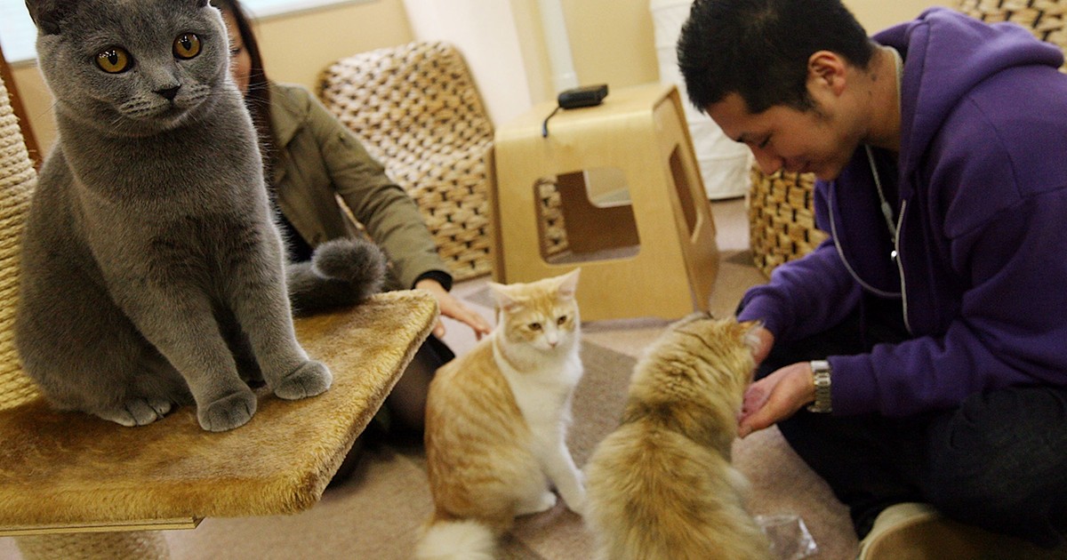 Parlez-vous meow? Cat-filled cafe to open in Paris
