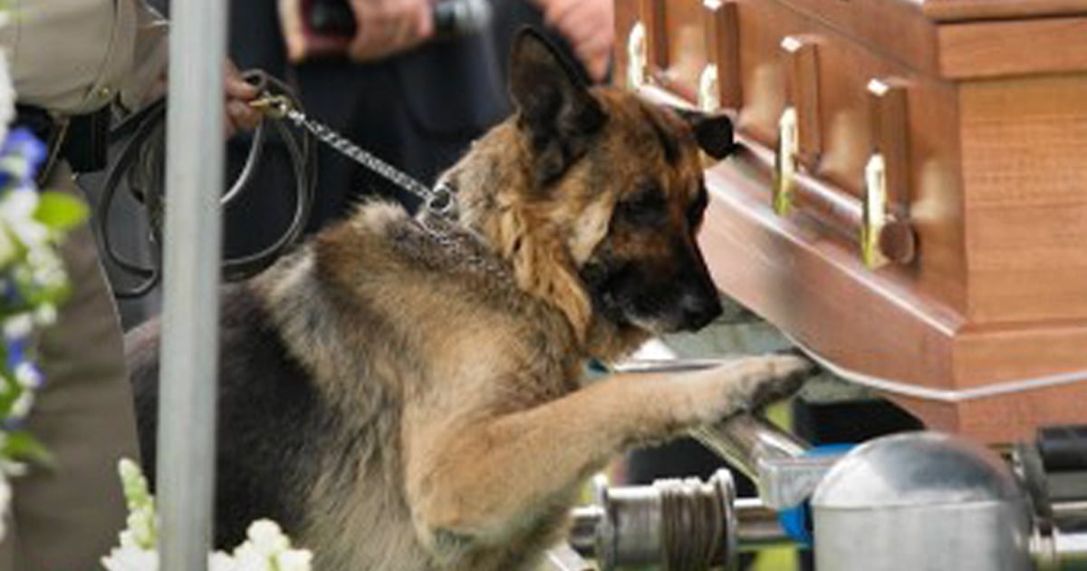 Photographer behind viral police dog pic: 'I was teary-eyed'