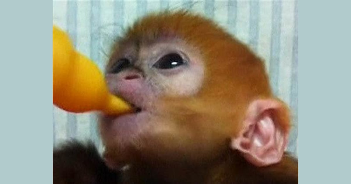 Zookeepers nurture rare monkey in Australia