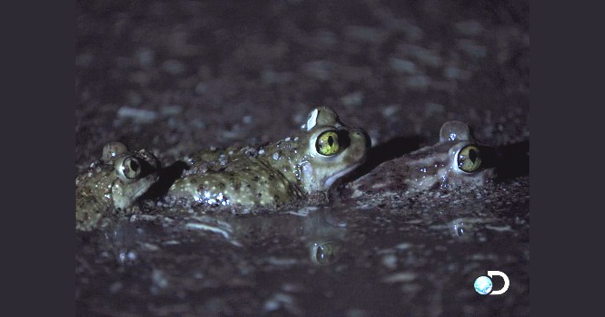 Frisky frogs wake up for 'speed dating' on 'North America'