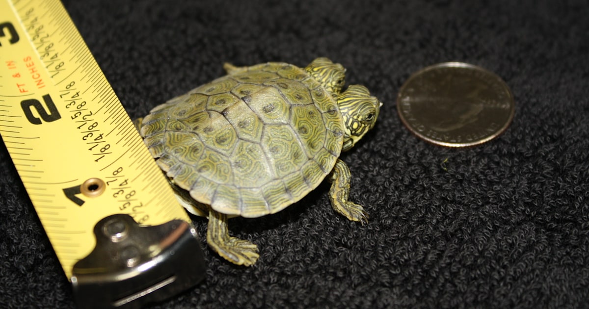 how do two headed animals work