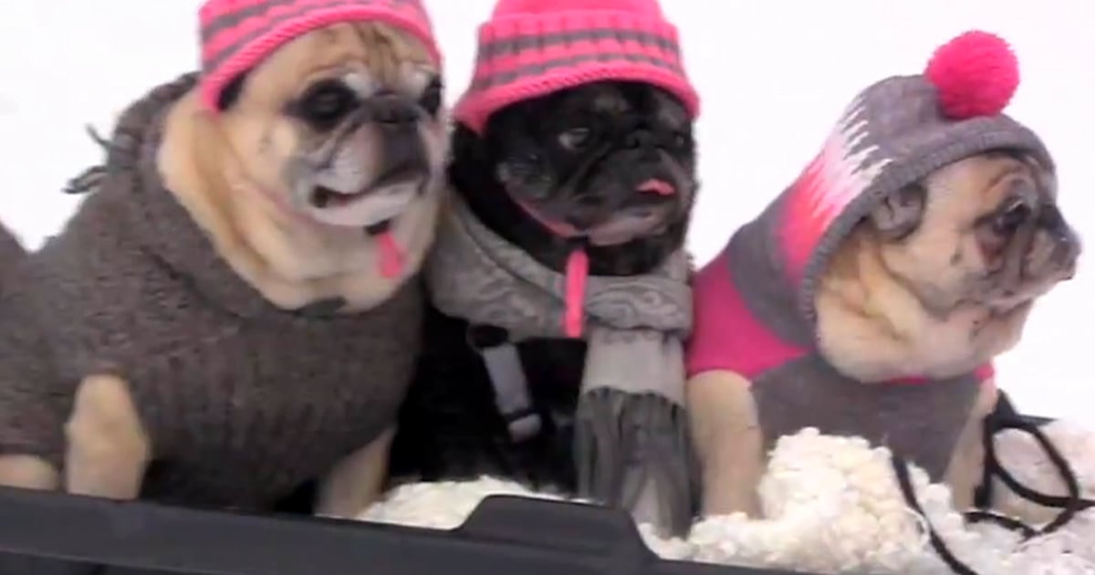 Dressed for snow, adorable pugs go sledding