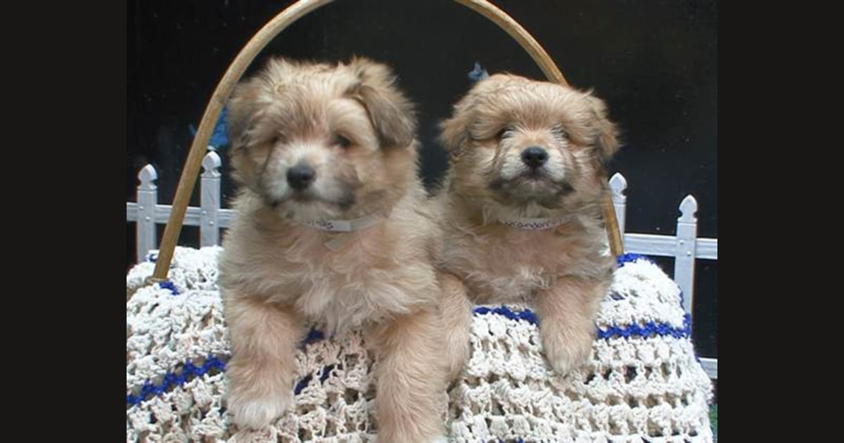 A gift that keeps giving: Six adorable, adoptable pooches