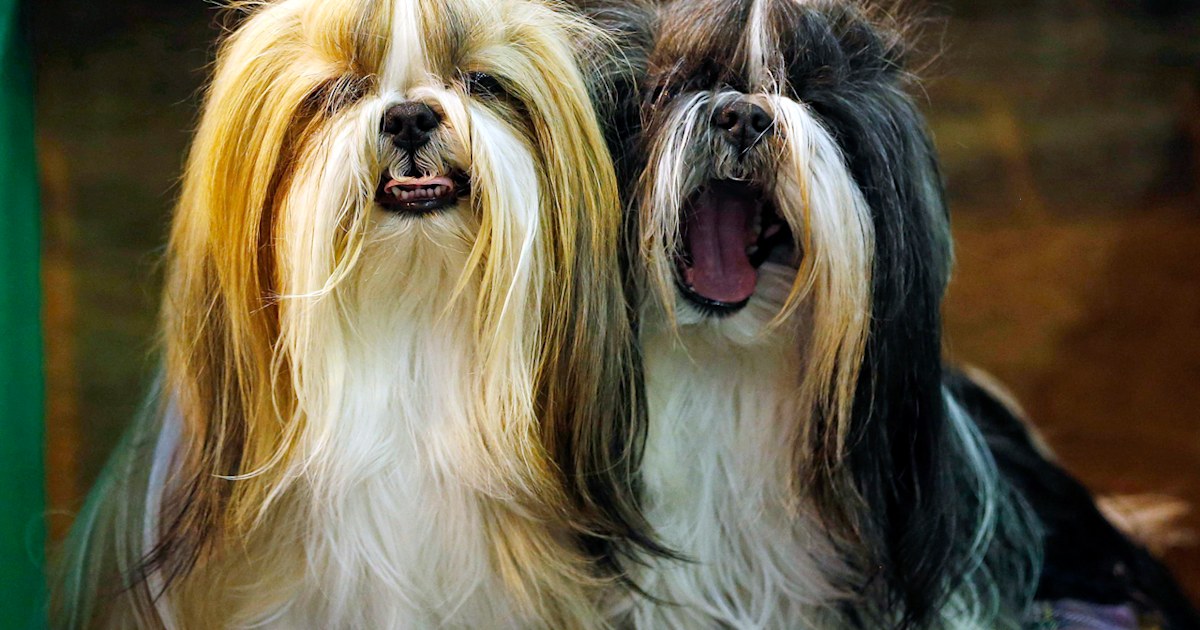 Nice to meet you! Dog show pooches get friendly