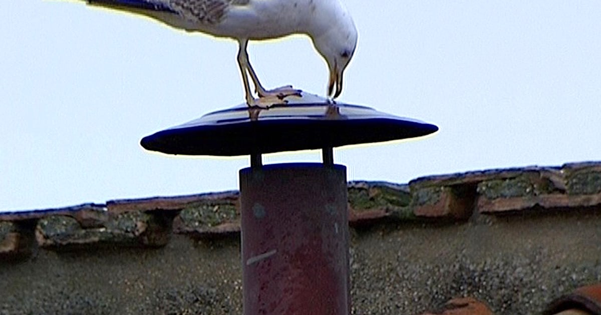 Papal Seagull, harbinger of new pope, thrills Internet