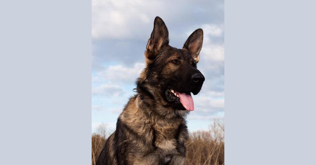 Heroic FBI dog to be memorialized after being killed by gunman