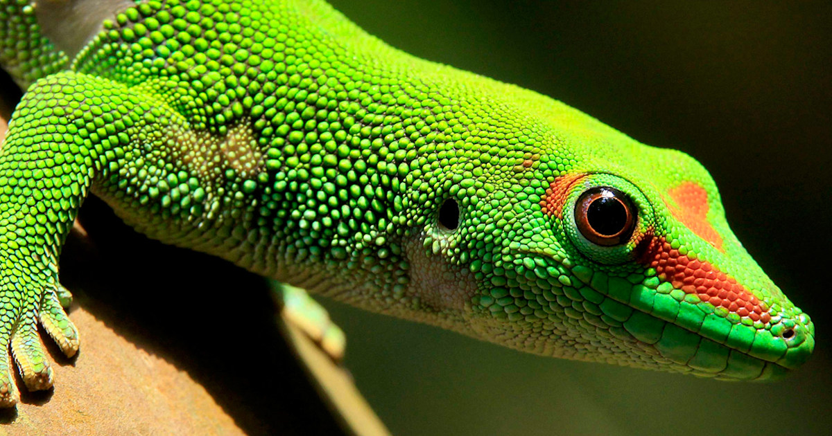 A gregarious gecko and more of the week's best animal photos