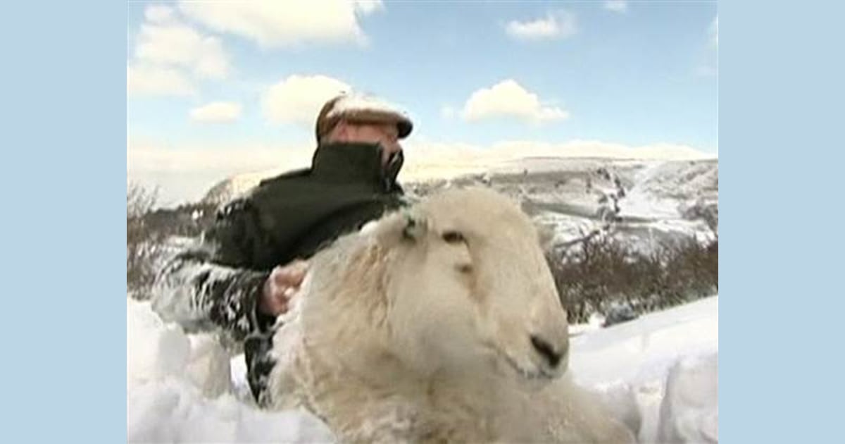 Farmers rescue sheep from 2 feet of snow