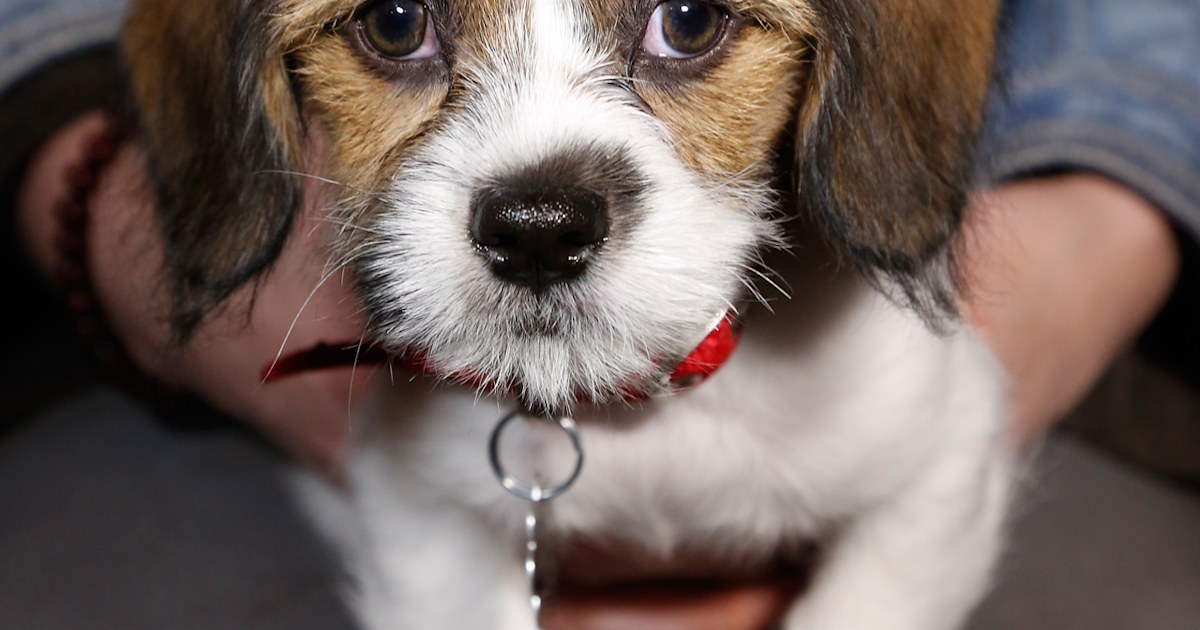 Adopt these 8 adorable dogs!