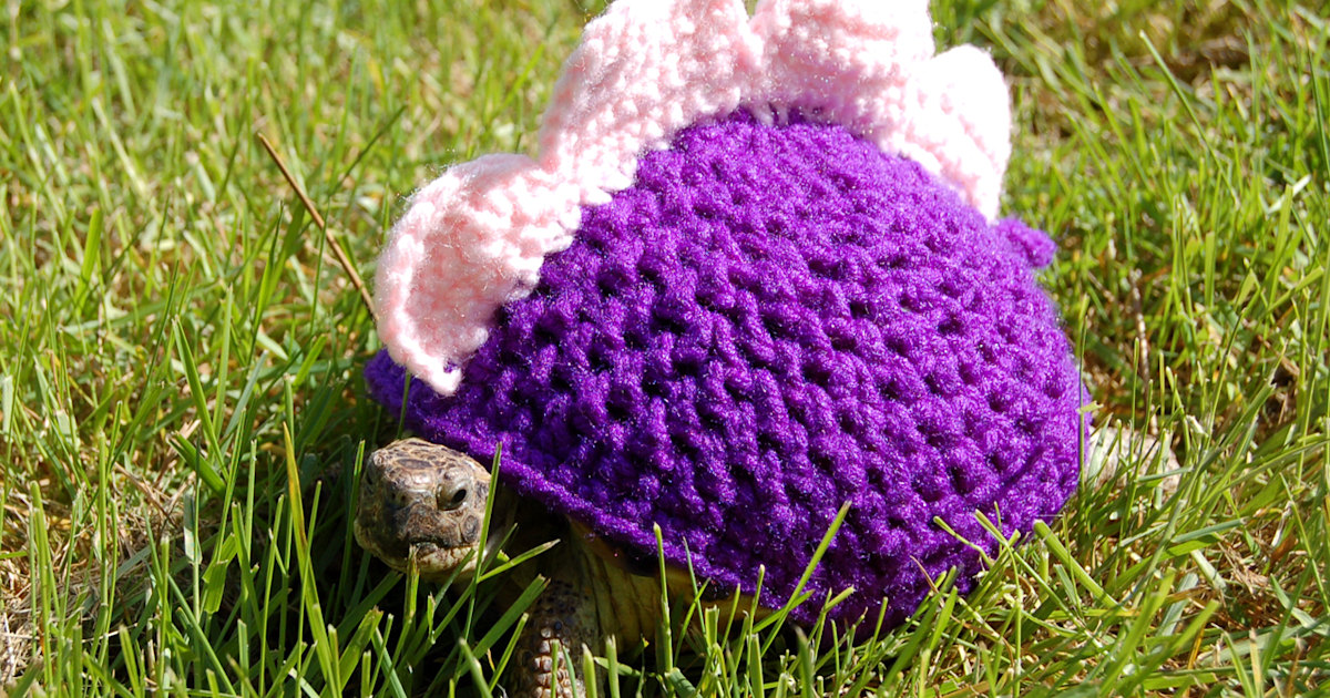 Oh my! Check out these tortoises wearing sweaters