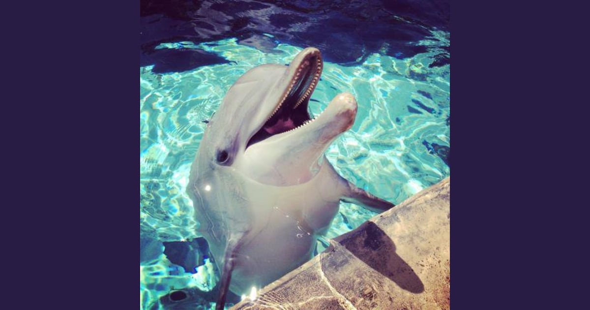 Dolphins and gators await TODAY in Orlando