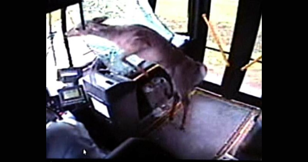 Deer crashes through bus windshield