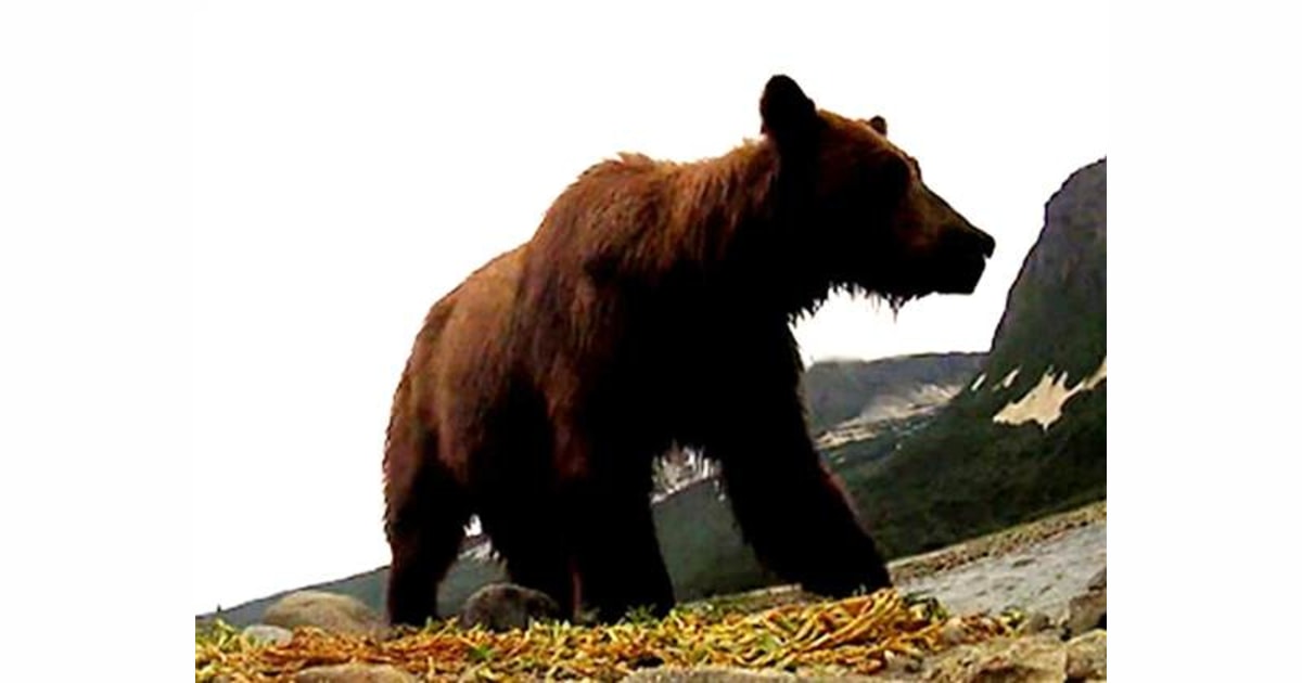 Ever wonder what it's like to get eaten by a bear?