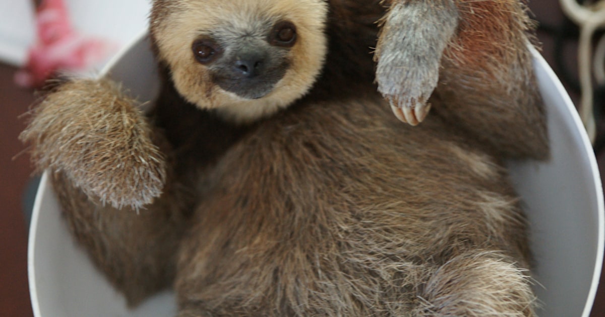 'Slothified!' Activist brings home 200 rescued sloths