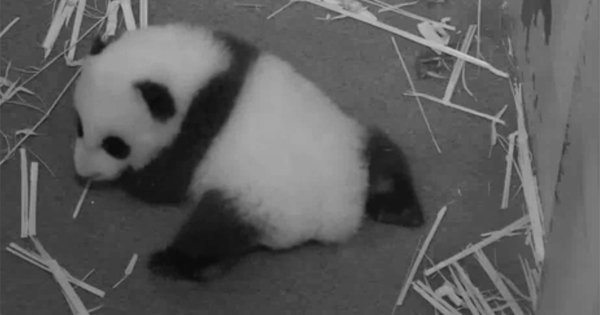 National Zoo's panda cub takes her first few groggy steps