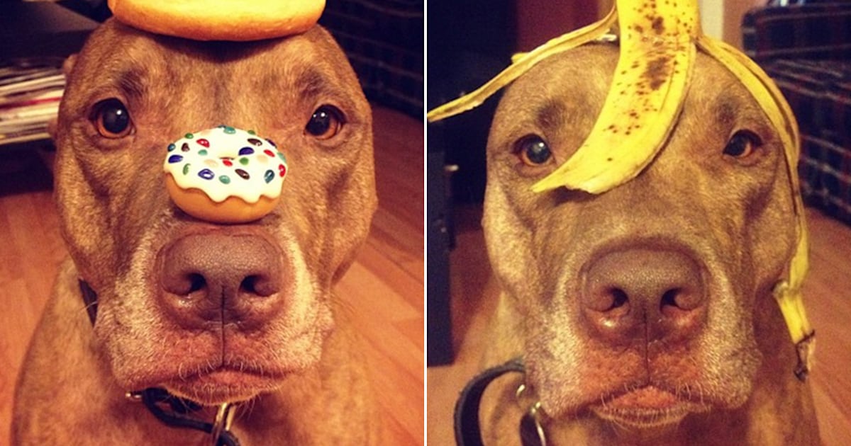 'Stuff on Scout's Head' shows off pup's balancing skills