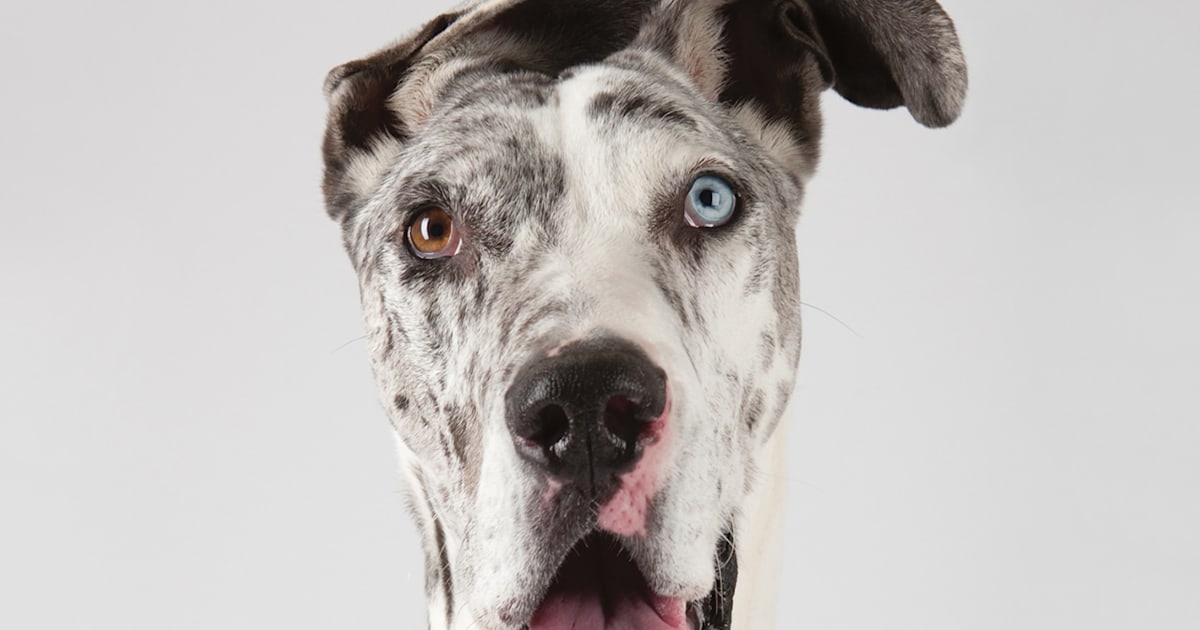 These 16 deaf dogs got new leashes on life