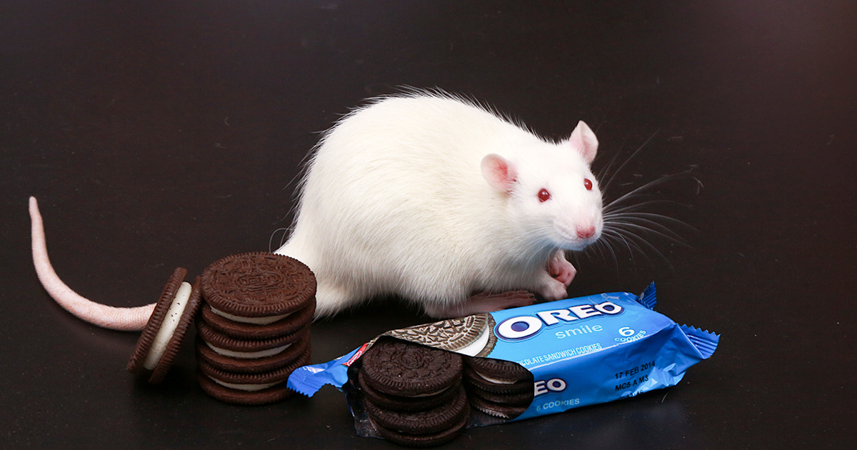 Addicted to Oreos? You truly might be