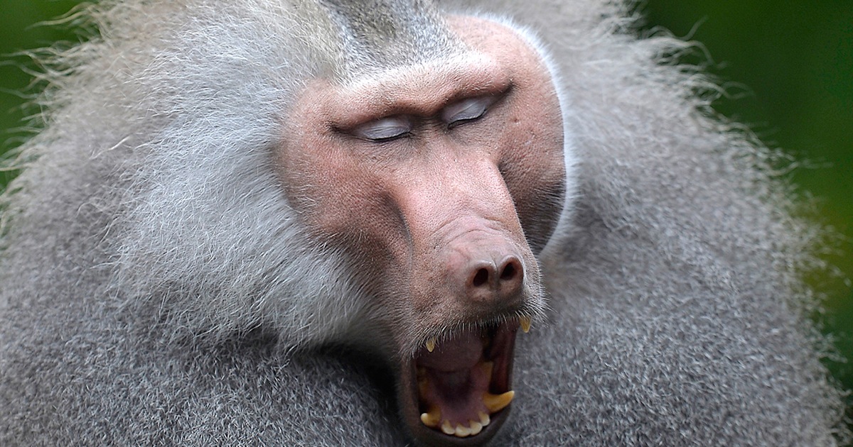 A bleary baboon and 19 more of the best animal photos of the week