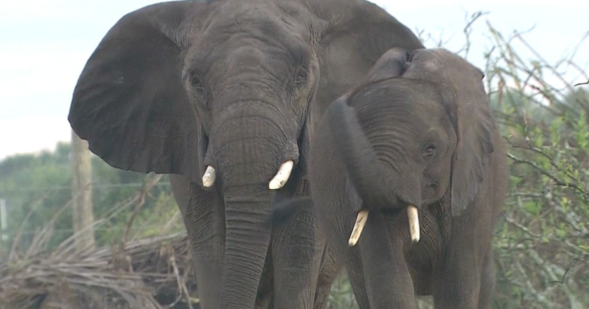 New sanctuary provides a home for aging elephants