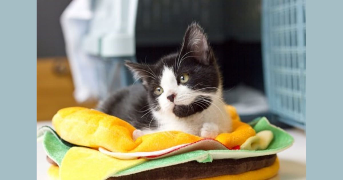 Dream of same-day kitten delivery lives — for one day only