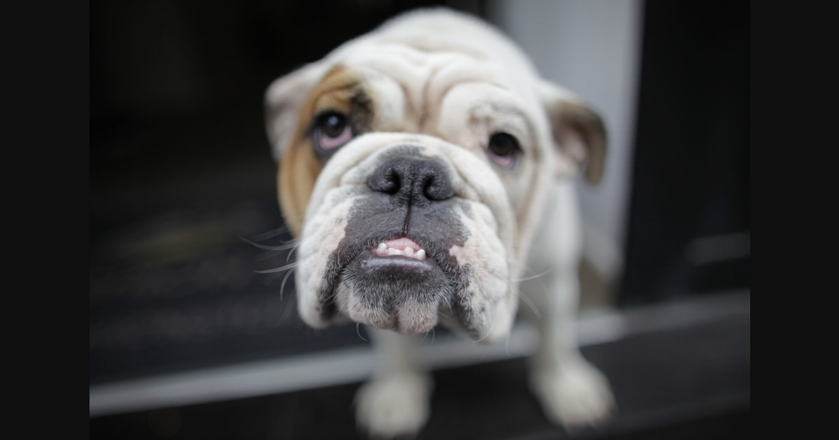 Bison with quinoa? Feeding dogs better than we feed ourselves