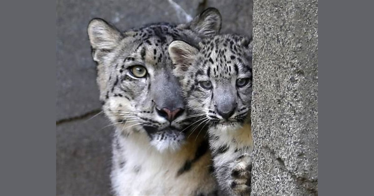 A snow leopard duo and more of the week's best animal photos