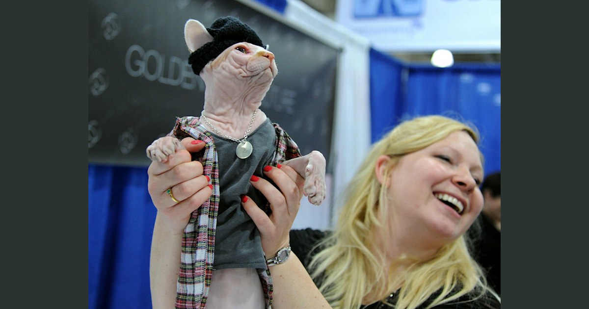 Kitties on the catwalk: Animals dress up for fashion show