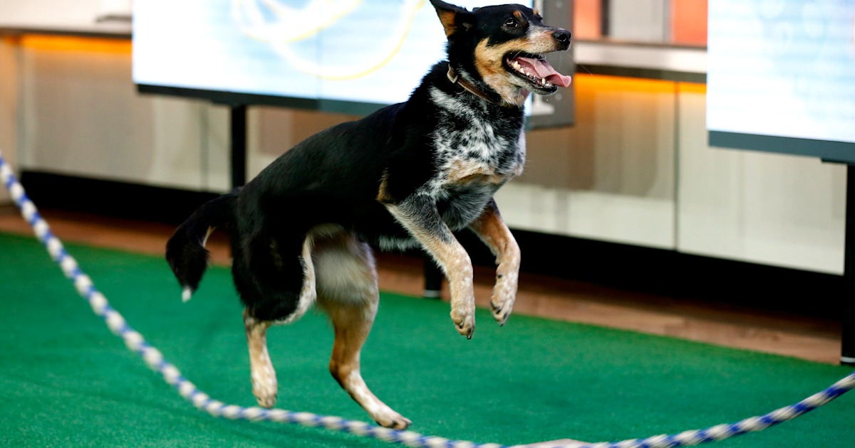 Bow-WOW! Double-Dutch dog breaks Guinness jump rope record
