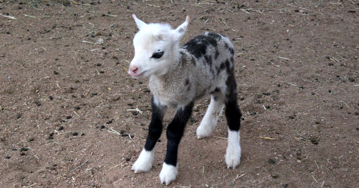 Baby geep, a cross between a goat and a sheep, is stealing hearts ...