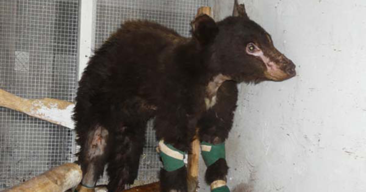Bear burned in Washington wildlife is recovering, thanks to some bear-y ...