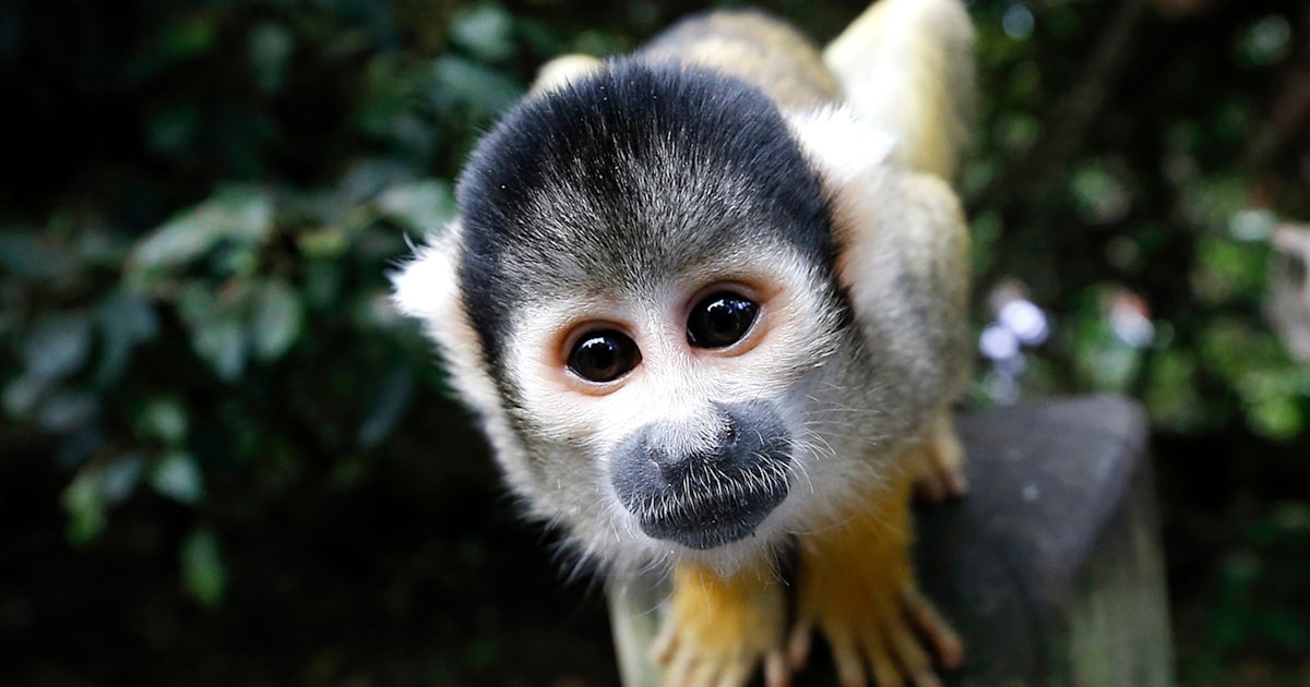 Animal Tracks: A curious monkey, two cozy bears and 18 more of this ...