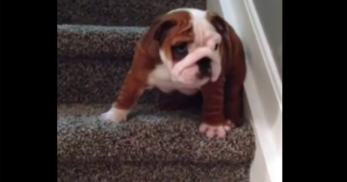 Viral puppy video shows English bulldog leap down the stairs
