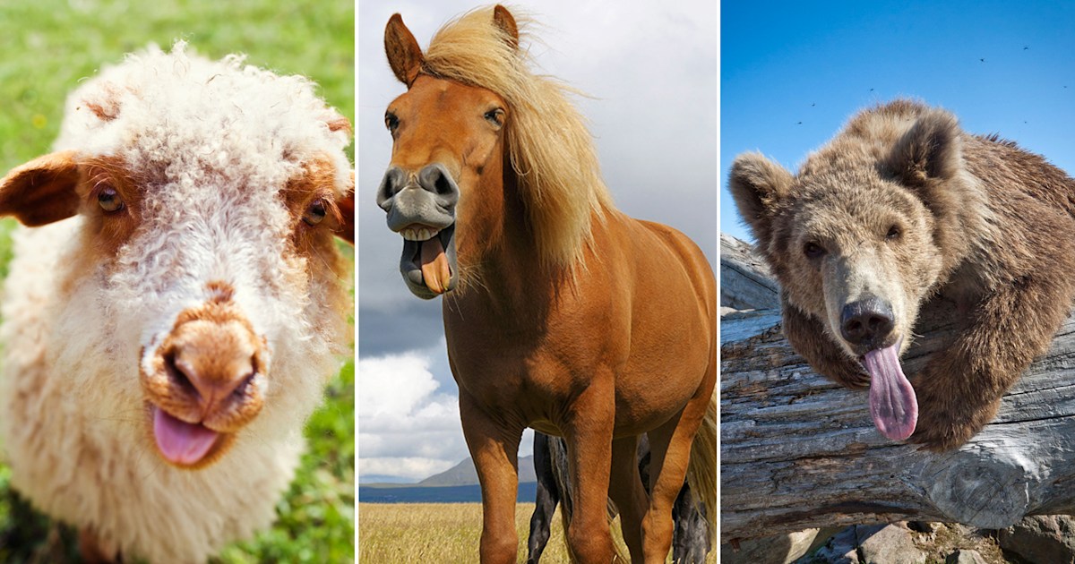 22 adorable animals stick out their tongues and say cheese