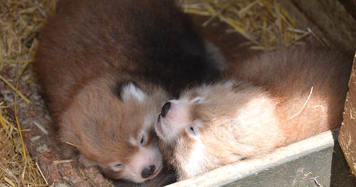 Double trouble! Rare red panda twins are super snuggly