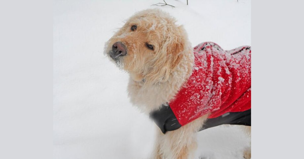 Chilly dogs and more pics of free(ze)-spirited pets in snow