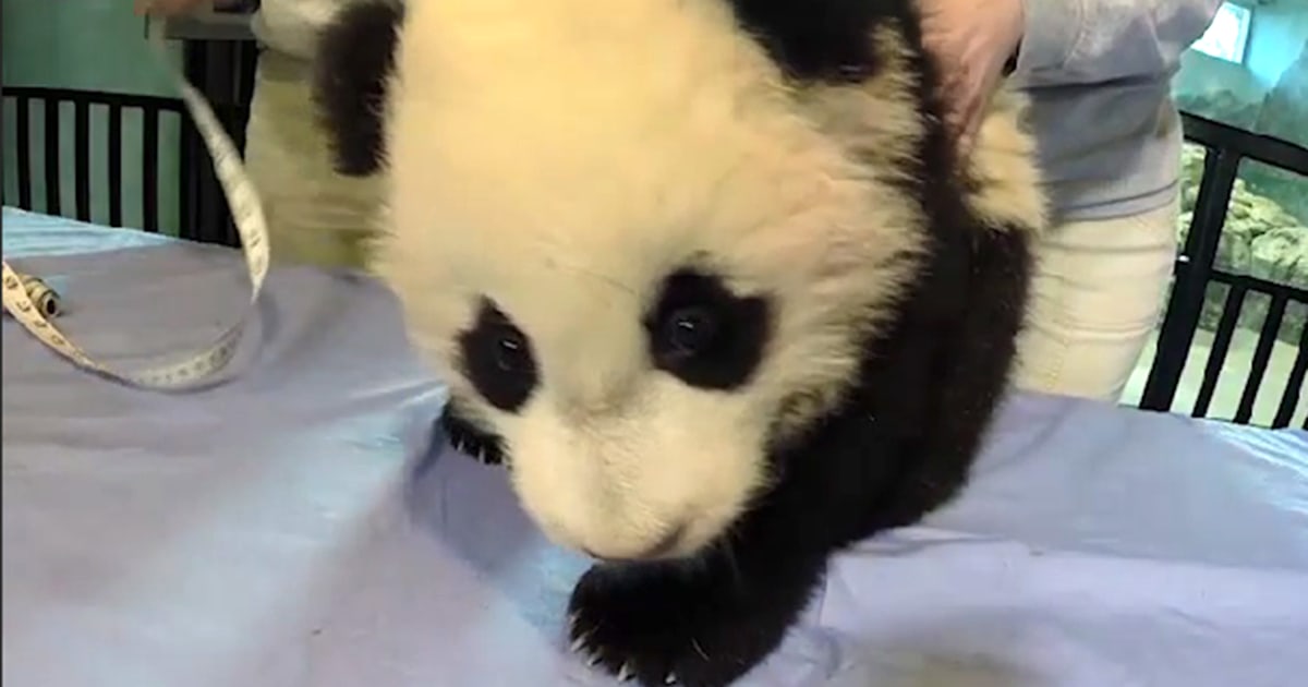 Panda selfie helps launch National Zoo's Instagram account