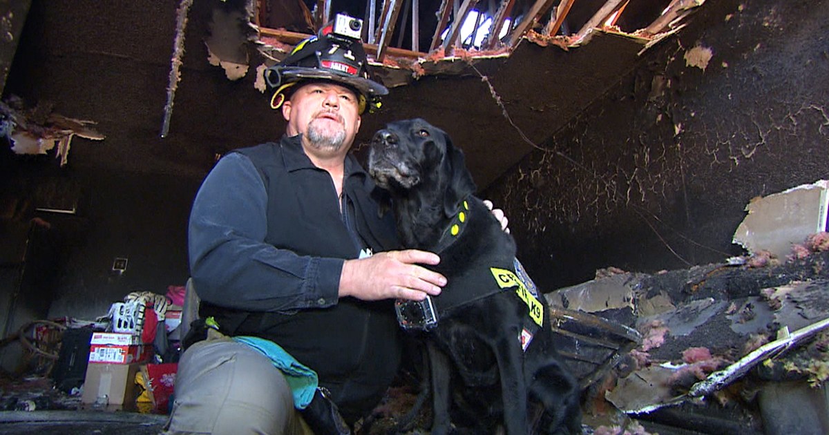 Sniffing out crime: Arson dogs are a firefighter's best friend