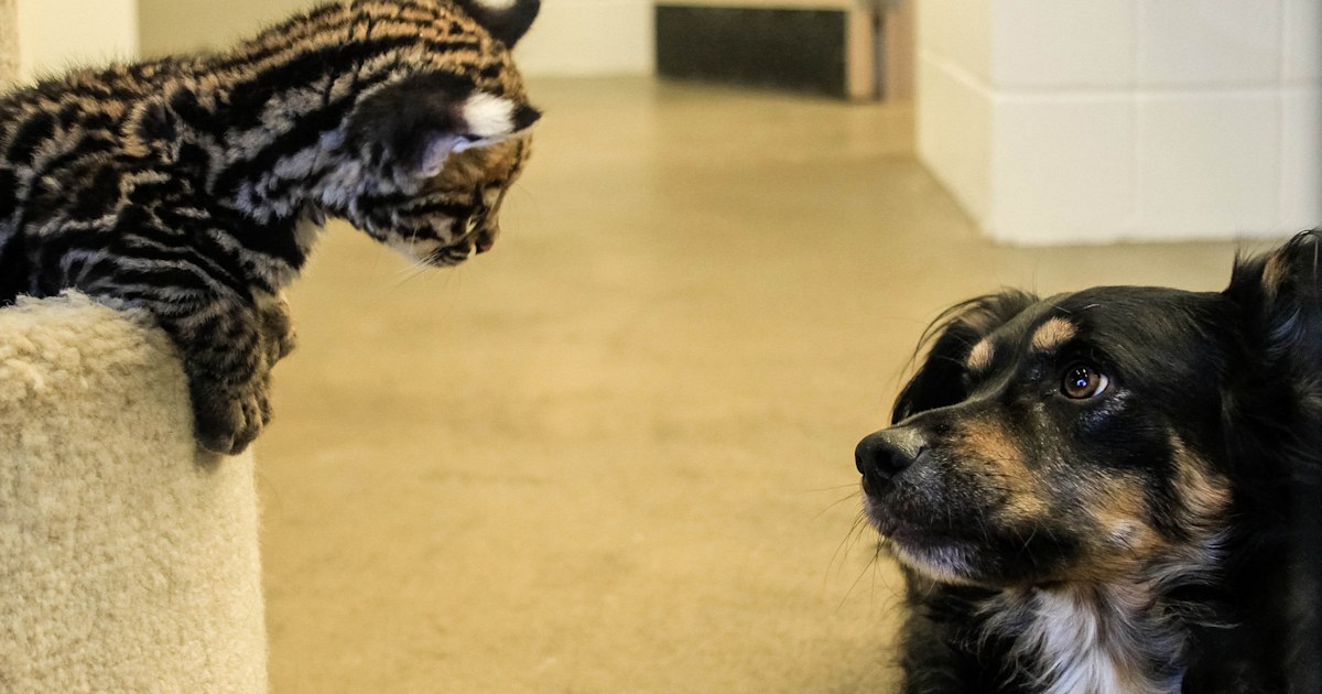 Watch out, Mary Poppins: This dog may be the best nanny ever