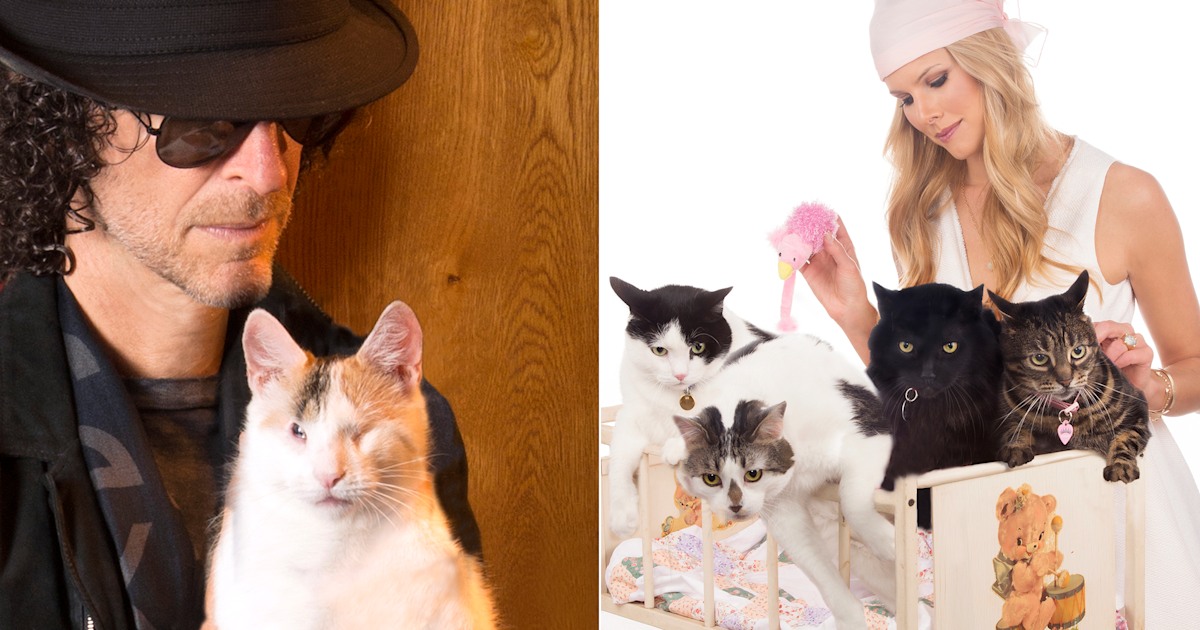 Howard Stern, cat whisperer? Shock jock, wife foster 50 kitties