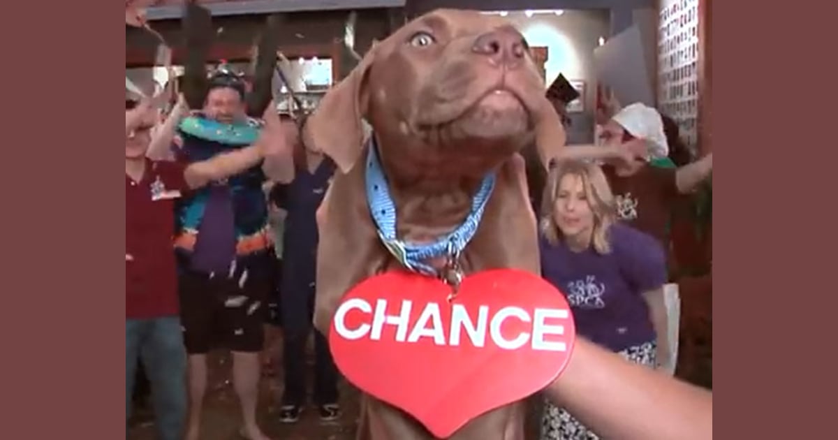 This SPCA ad will make you want to adopt all shelter pets