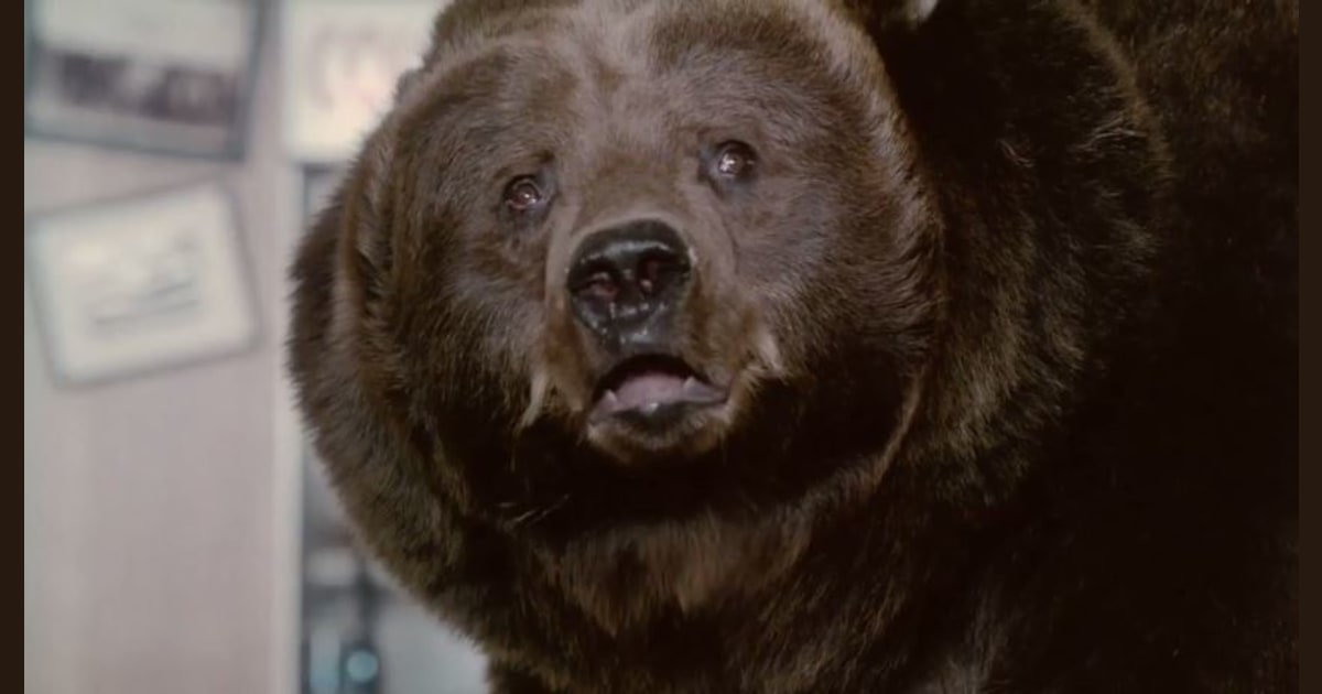 Rawr! This bear is hungry for... Chobani Yogurt?