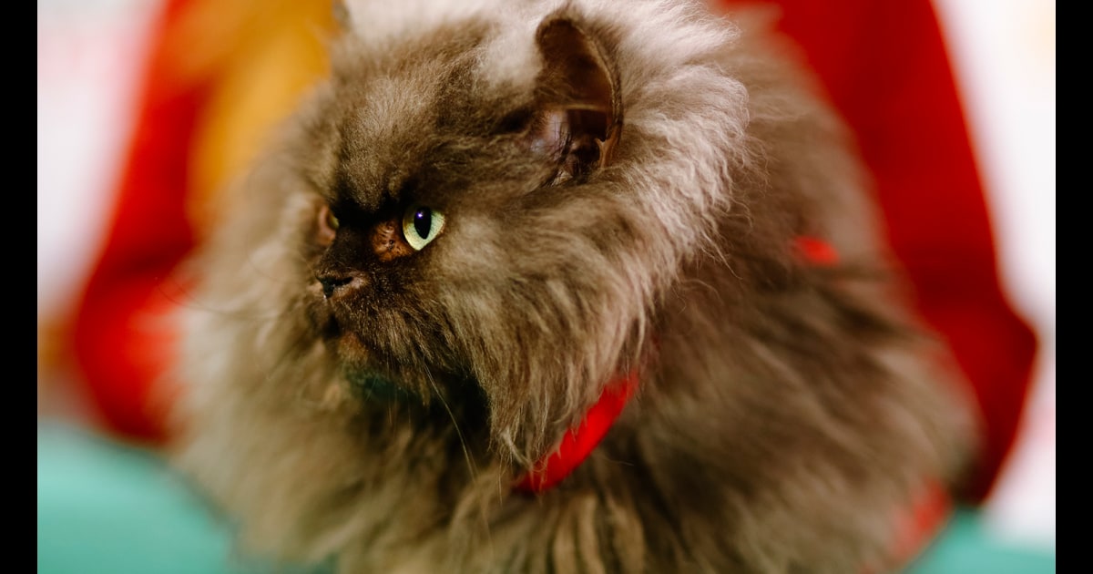 Colonel Meow, Internet star and world's furriest cat, has died