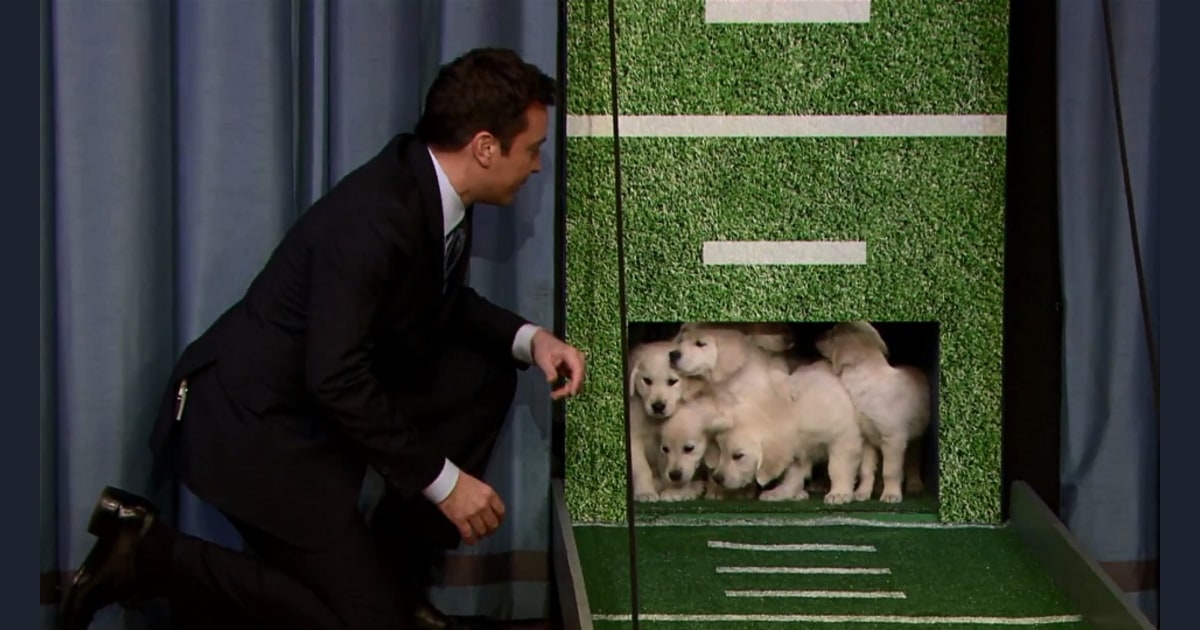 Who's going to win the Super Bowl? Jimmy Fallon's super puppies call ...