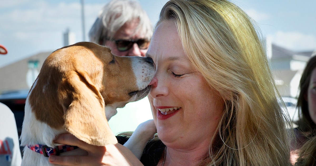 'They were in pretty bad shape': 7 beagles leave lab, start new lives