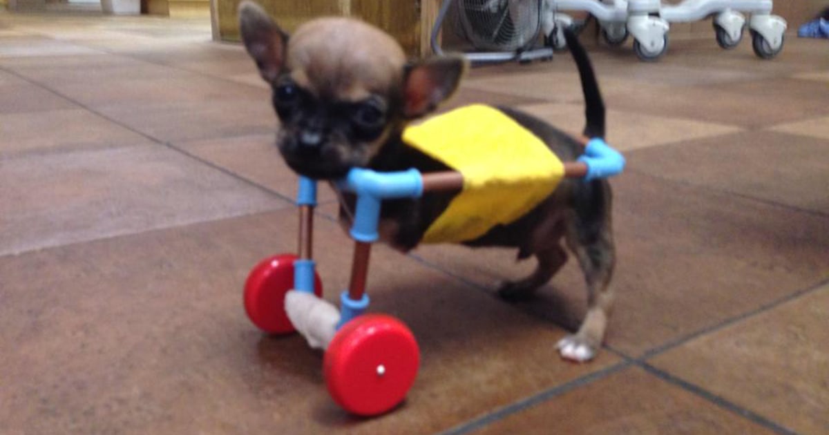Turbo the tiny disabled dog gets wheels crafted from toy parts