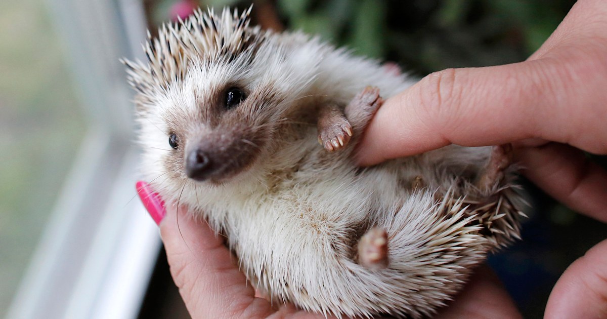 real hedgehog
