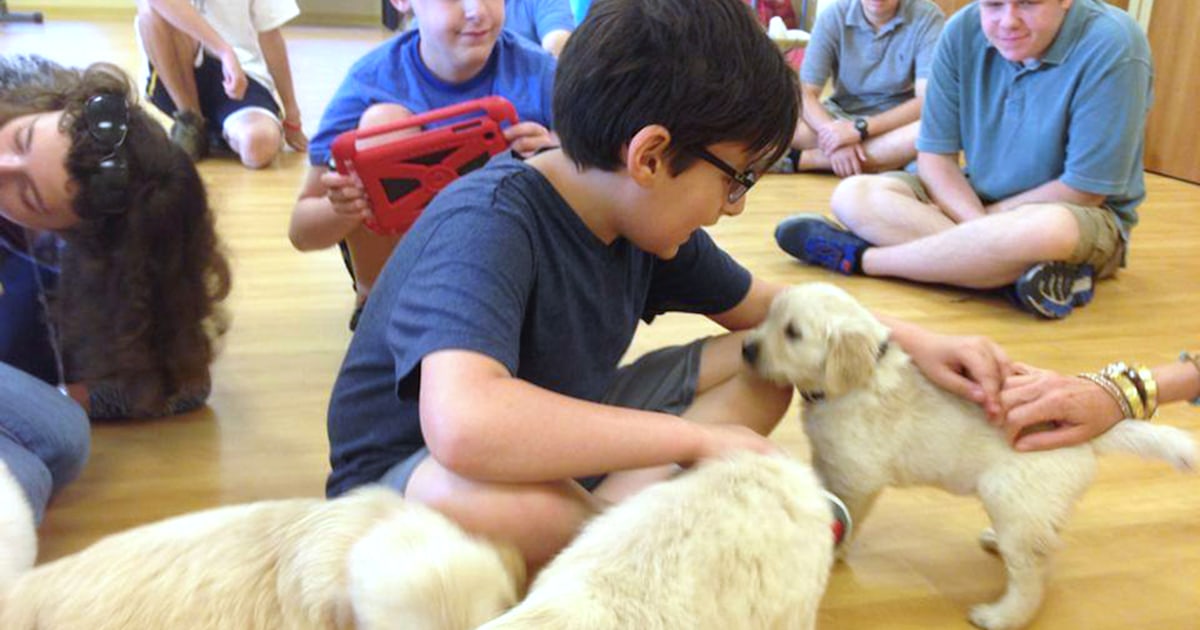 'I love them': Kids with autism connect, cuddle with future service dogs