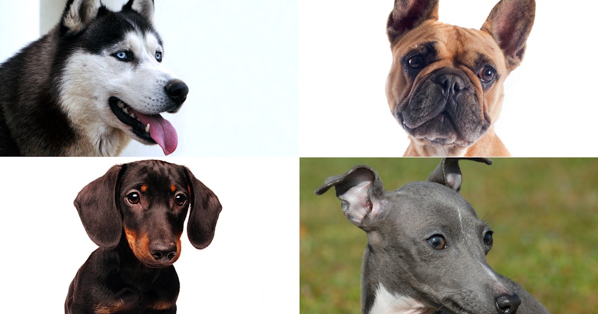 'World Pup' to pit international breeds against one another